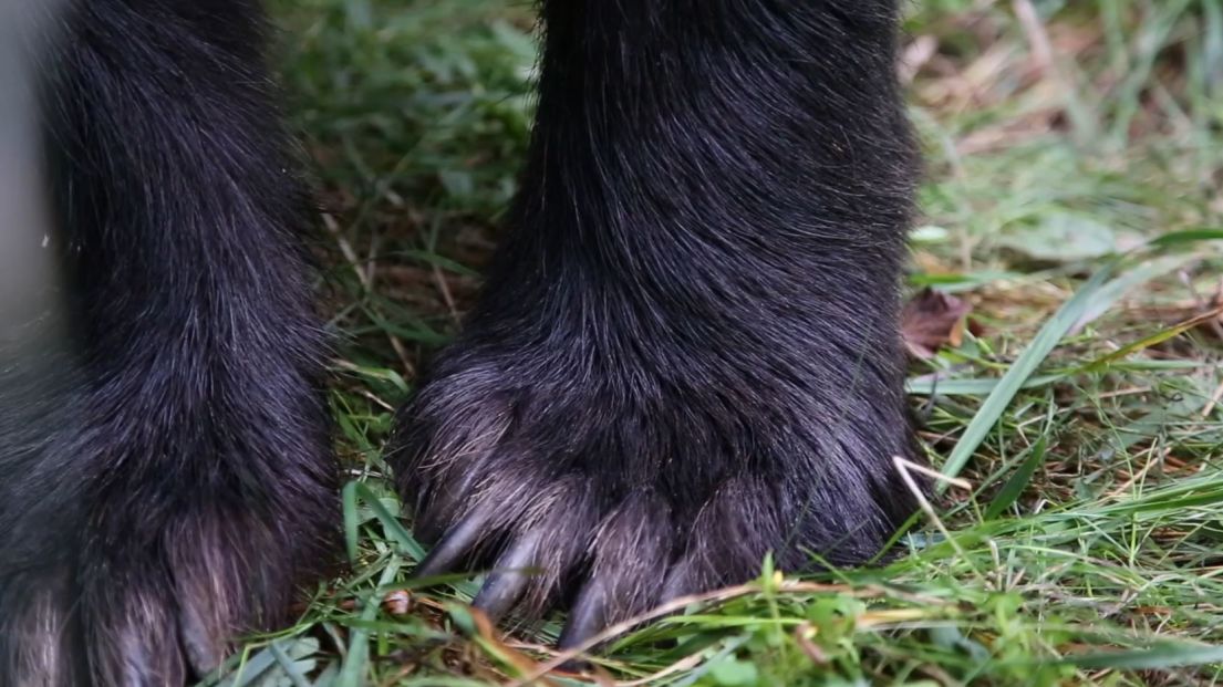 Battle for the bears: Why rewilding is so controversial in Italy