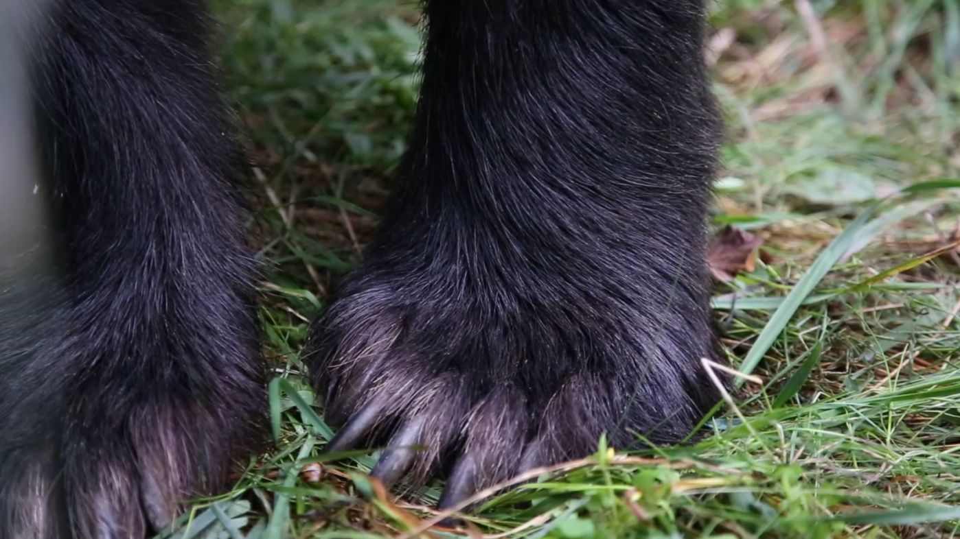 Battle for the bears: Why rewilding is so controversial in Italy