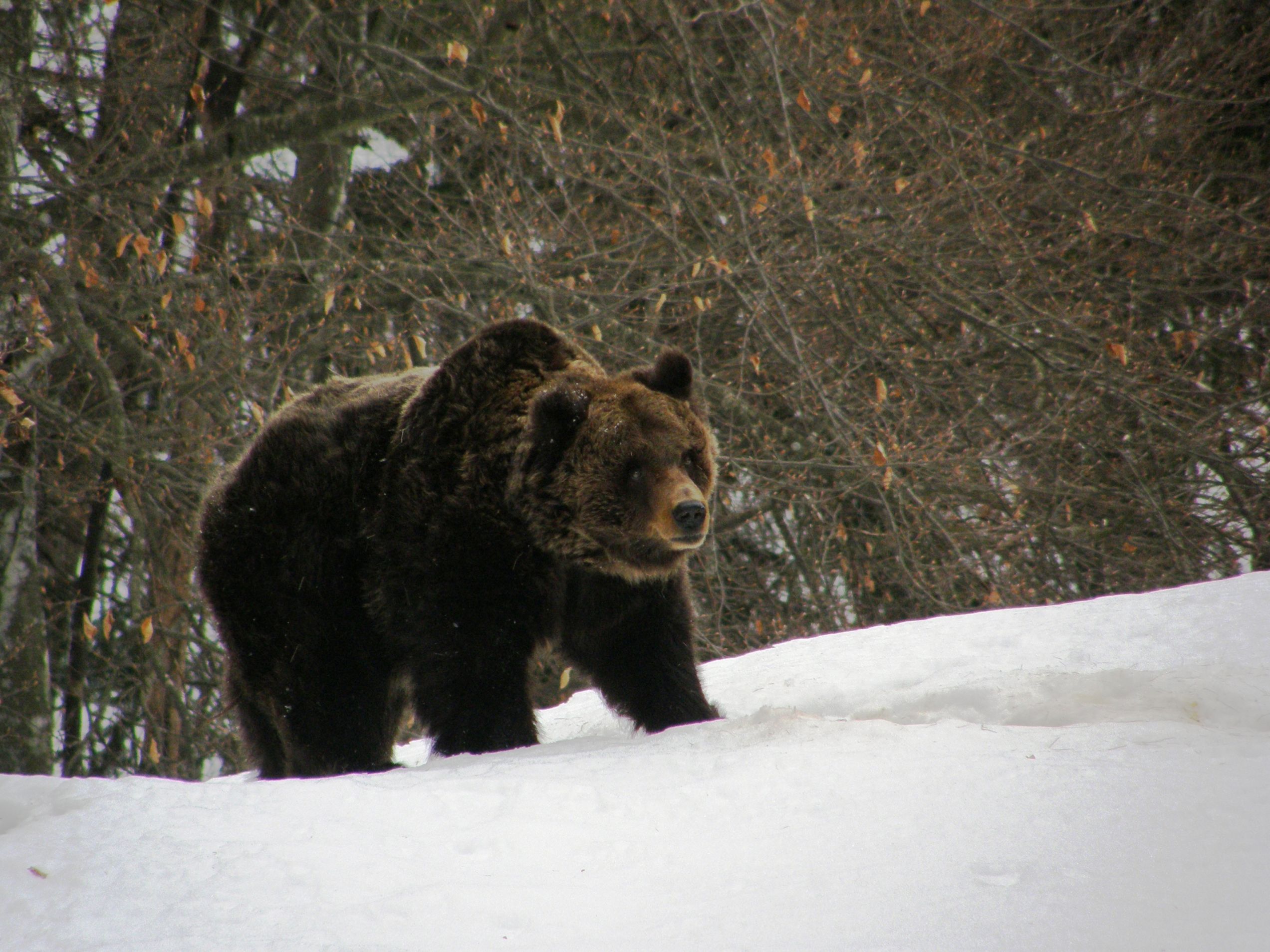 Battle for the bears: Why rewilding is so controversial in Italy